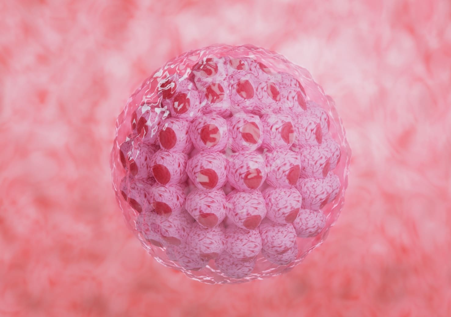 Como é feita a classificação dos embriões? - Dra Sofia Andrade